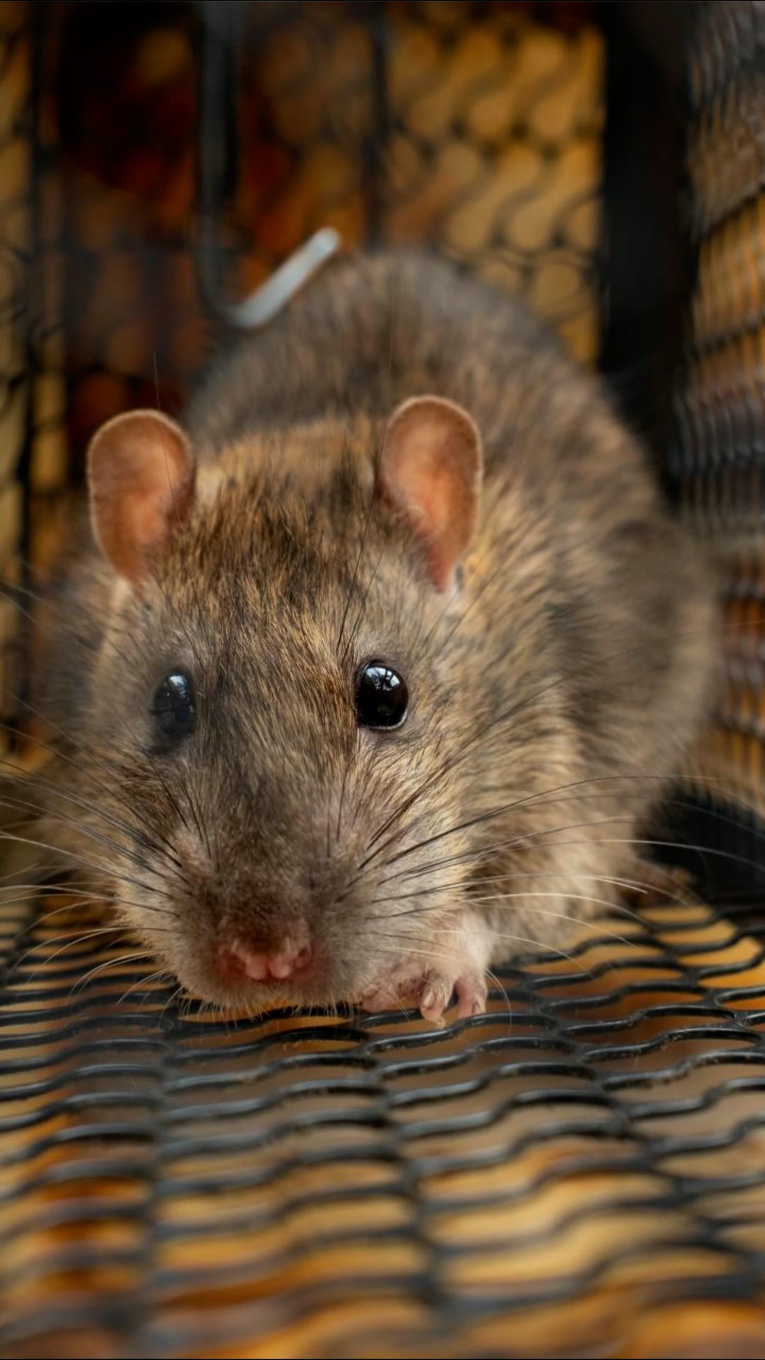 Mesures de protection contre le hantavirus