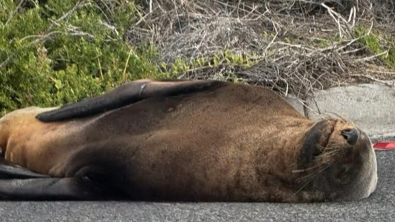 Mornington icon 'Sammy the seal' believed to be dead
