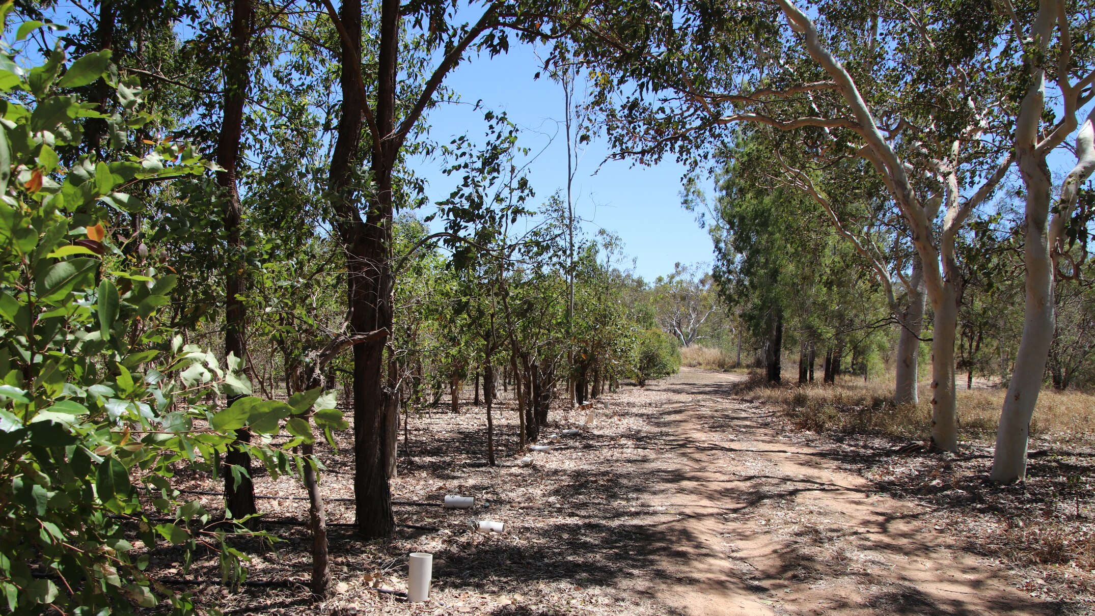 Criminal who used tractor to escape prison farm near Cairns gets more ...
