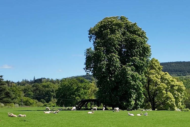 Americans visit one of Ireland's best-known castles – but say Cork site ...