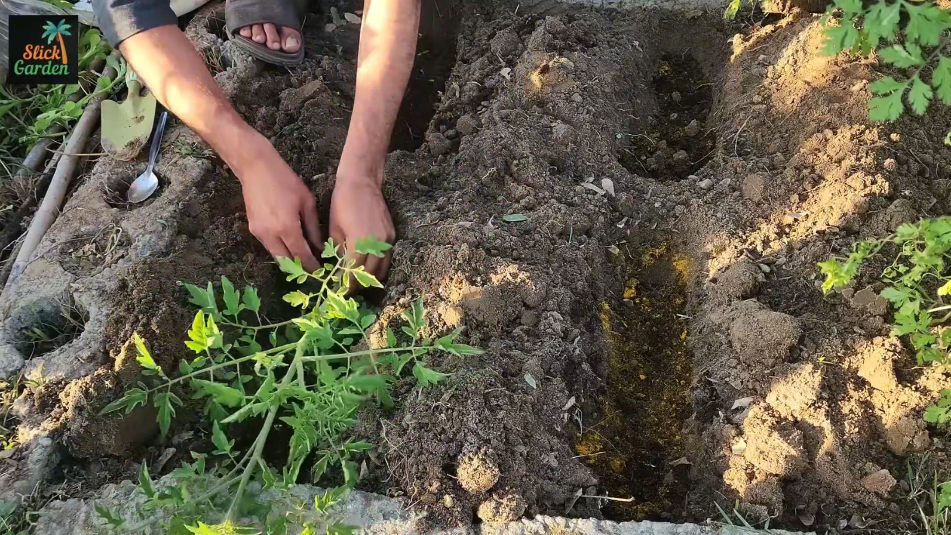 The trench planting method: How to grow massive tomato harvests