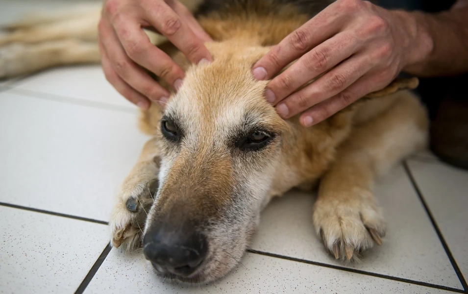 Rethinking your dog’s real age in human years