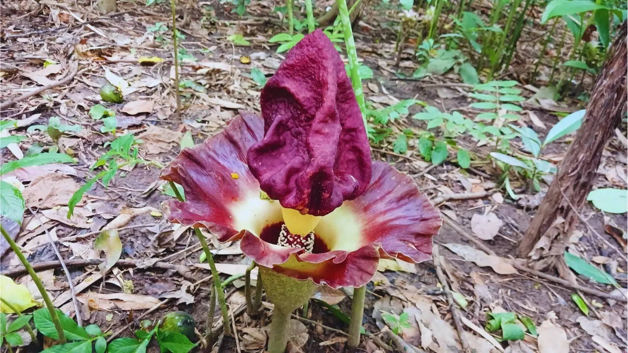From the smelliest to the rarest: 7 flower species that have attracted ...