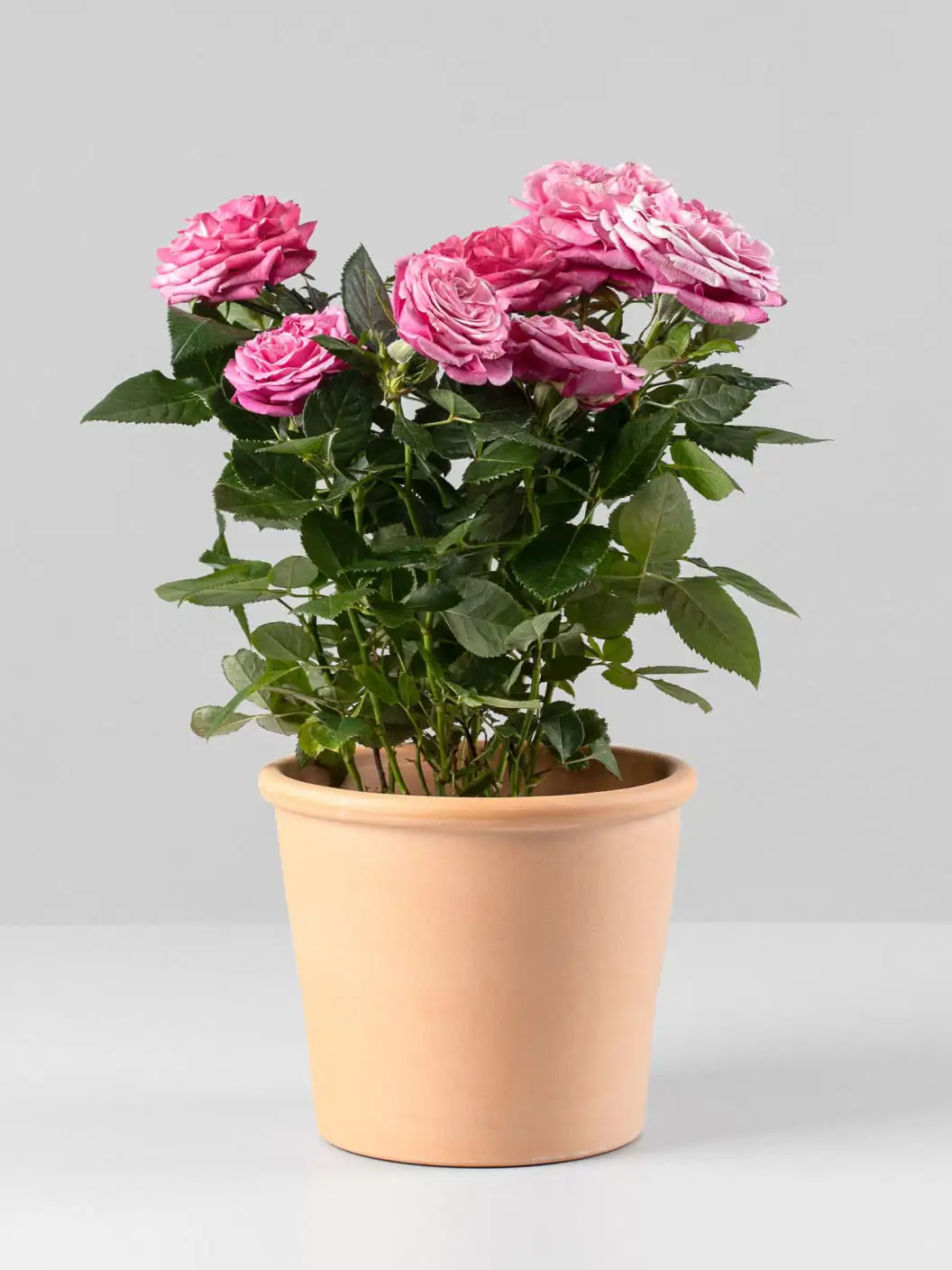 En mayo todo el mundo busca estas 15 plantas con flor que resisten al sol
