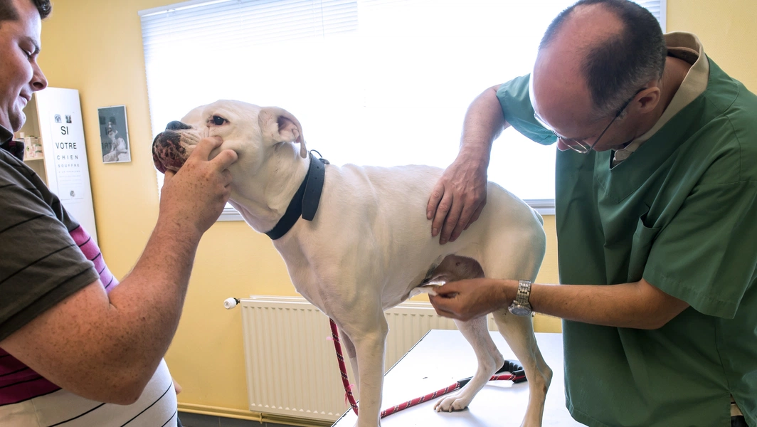 Rethinking your dog’s real age in human years