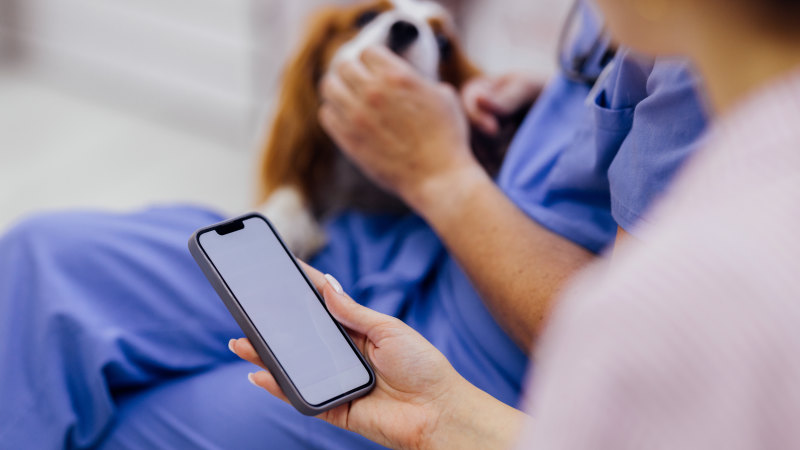 Dog dies, Osborne Park vet suspended after prescription error cover-up