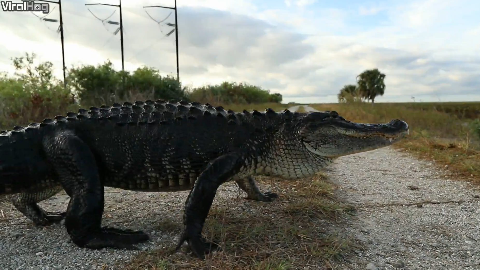 Gator crossing