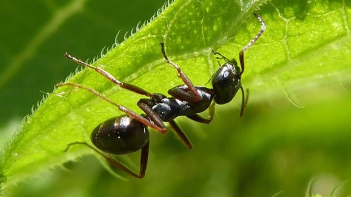 This is why ants can lift 50 times their body weight - and humans can't
