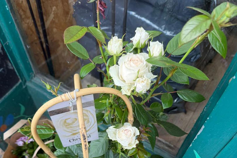 Pricey rose stolen again from Glasgow plant shop after owner retrieved ...
