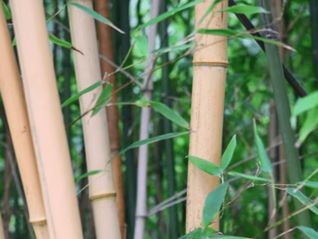 Why did our ancestors forbid the burning of bamboo? You must know these ...