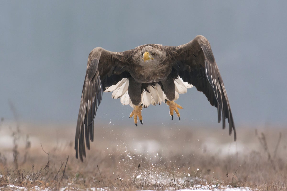 Britain’s largest bird of prey to return to southern England’s skies