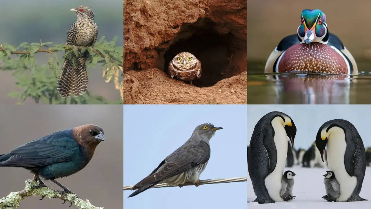 10 birds that do not make their own nests