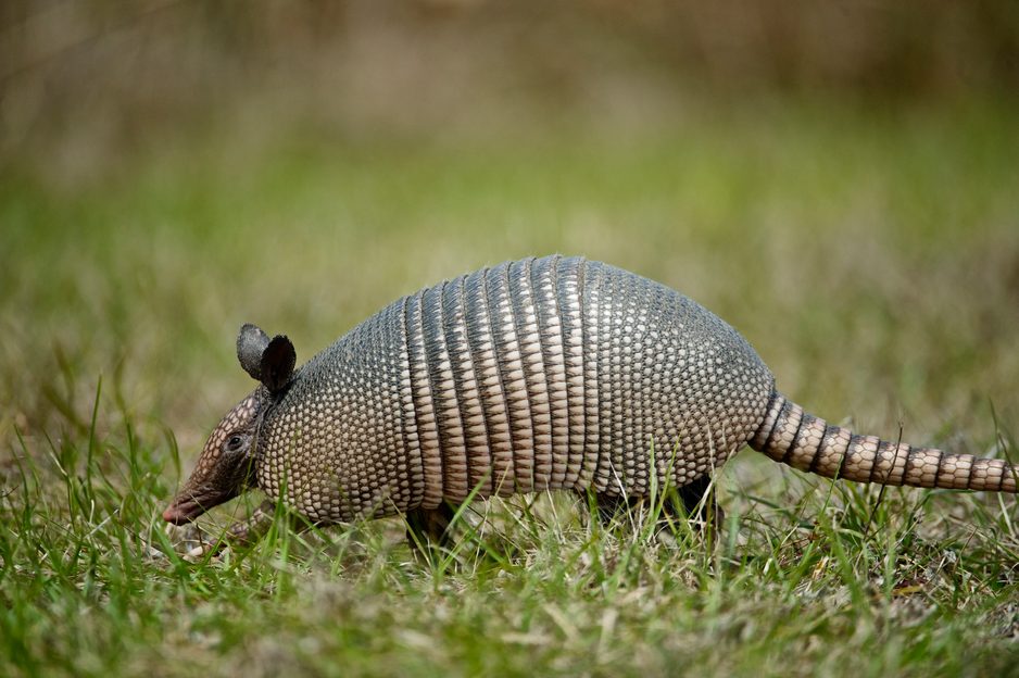 Aardvark, angel shark, axolotls... 23 amazing animals starting with 'A'