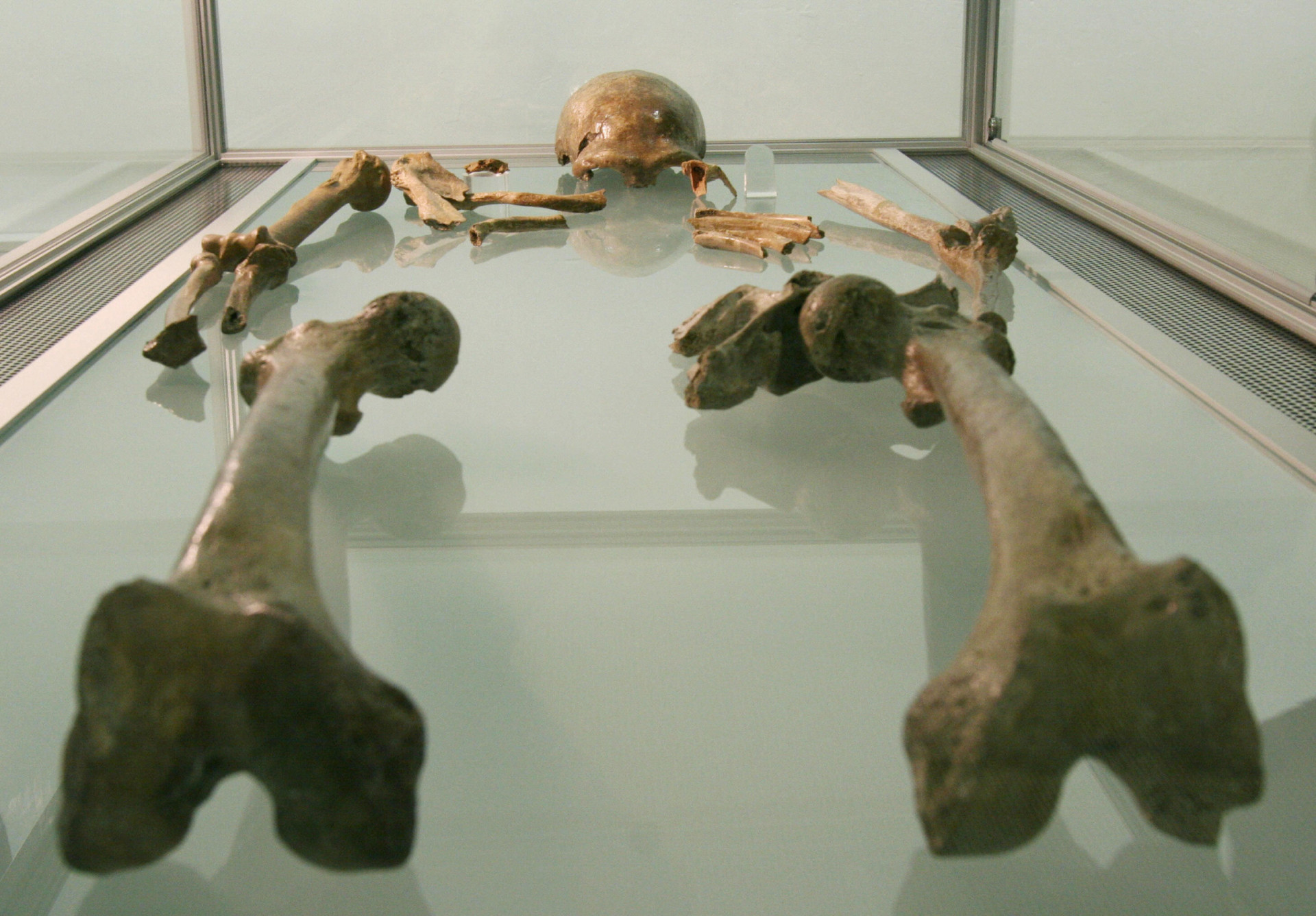 Everything to know about Neanderthals—and why they went extinct