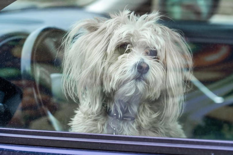 Your legal rights if you smash a window to save a dog in a hot car