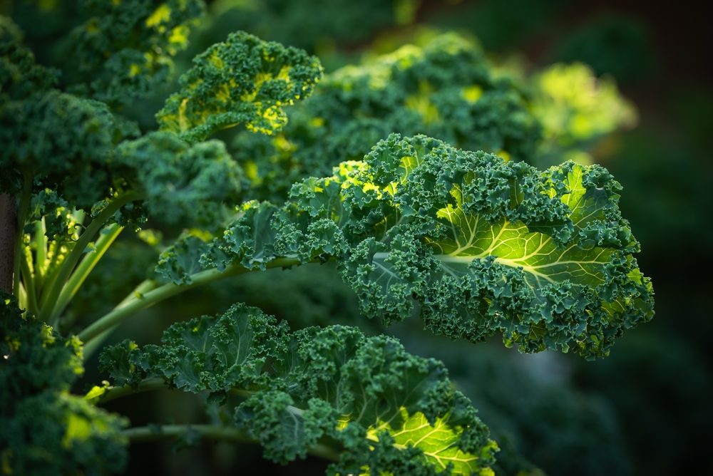 How kale can affect your body if you eat it every day
