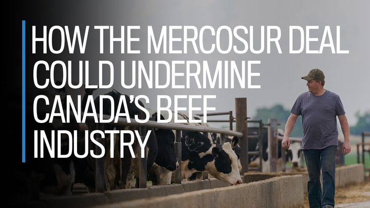 How the Mercosur deal could undermine Canada's beef industry