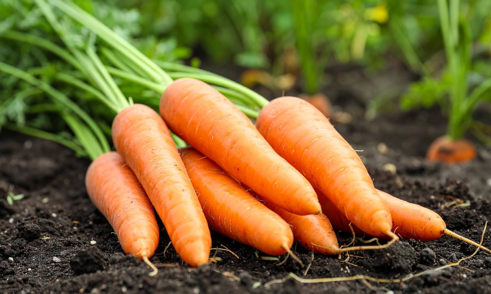 A celebration of carrots. How the 6p vegetables can boost your immune ...
