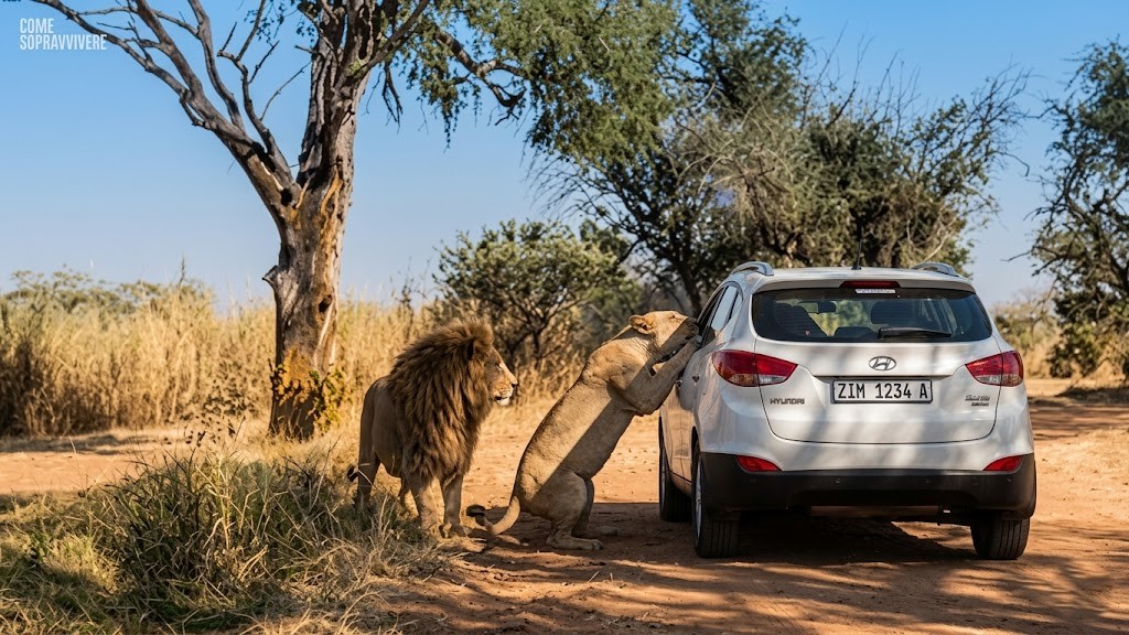 Guarda cosa succede quando un leone di 130 kg entra nell’auto