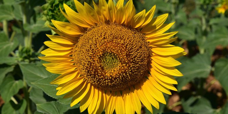 Ukraine retains its long-standing global leadership in sunflower oil market