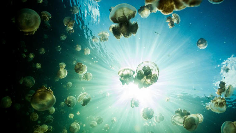 I spent years staring at the jellyfish lake on my screensaver. The ...
