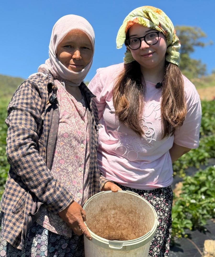 Salihli’de gönüllü gençler çilek hasadı yaptı