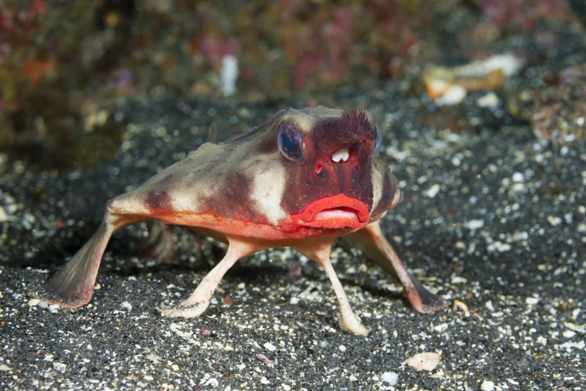 These are the most dangerous creatures on our planet
