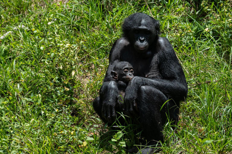 Orphaned bonobos find sanctuary from poachers and bushmeat trade