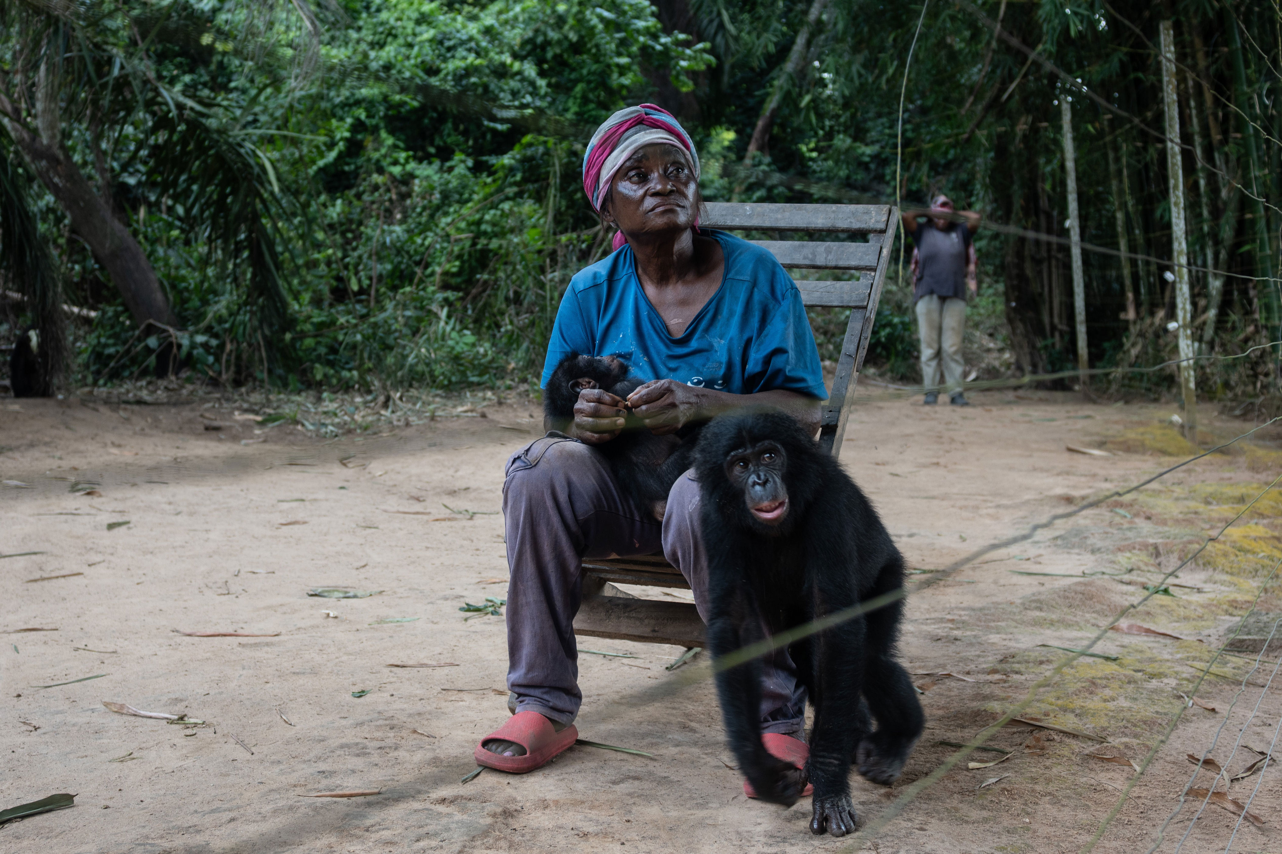Orphaned bonobos find sanctuary from poachers and bushmeat trade
