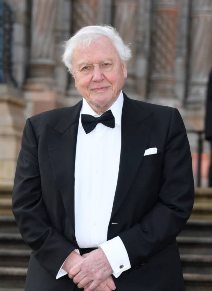 It turns out David Attenborough is the reason tennis balls are yellow