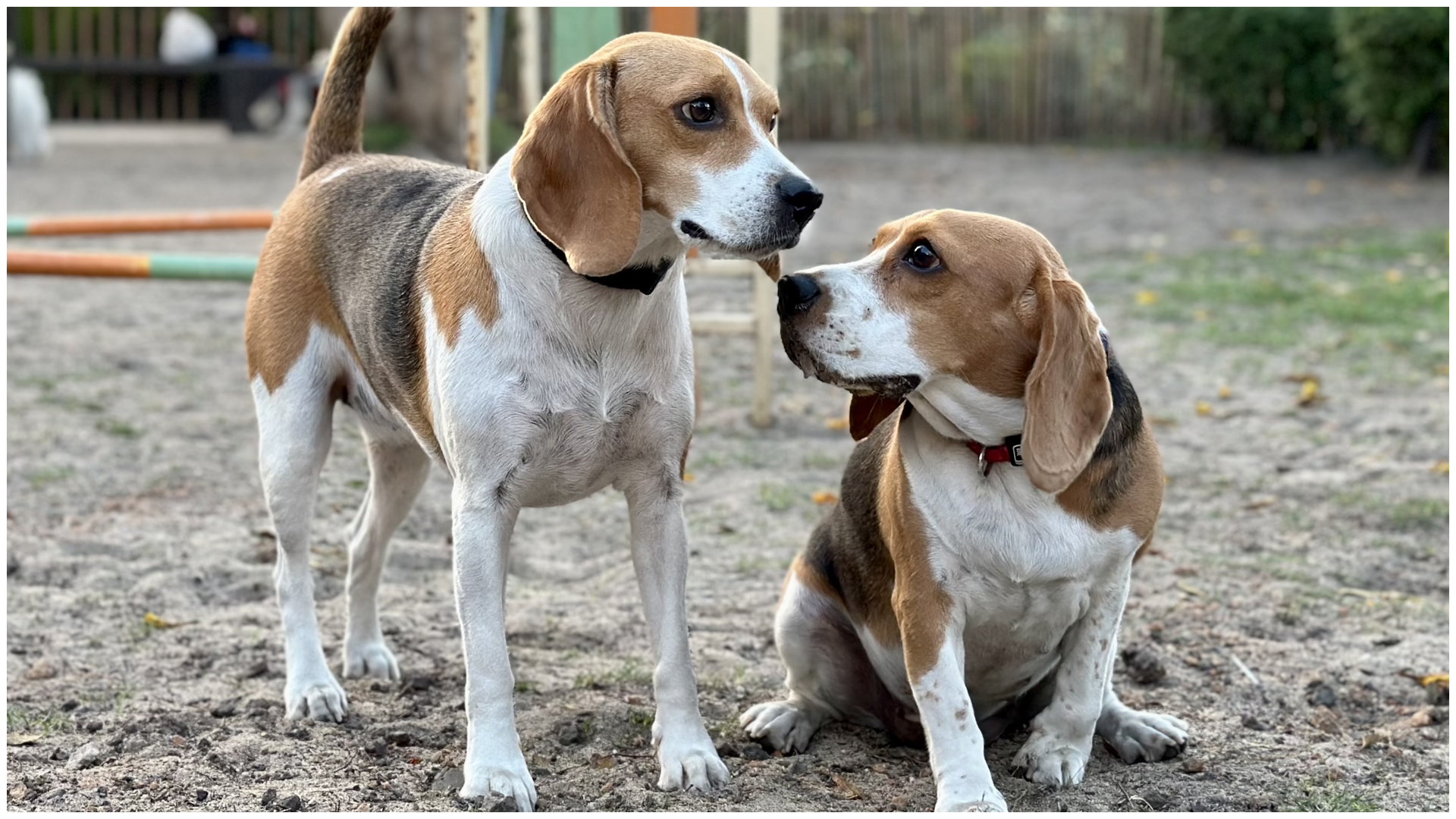 130 rescued beagles from research facility set to find new homes