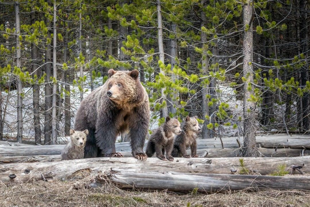 California to introduce grizzly bears to state despite apex predator ...