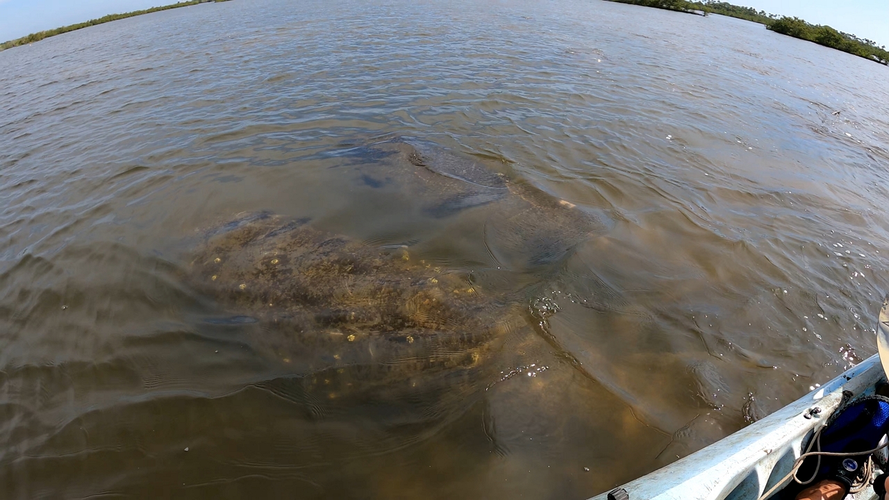 Kayaker surprised by playful manatees in Florida
