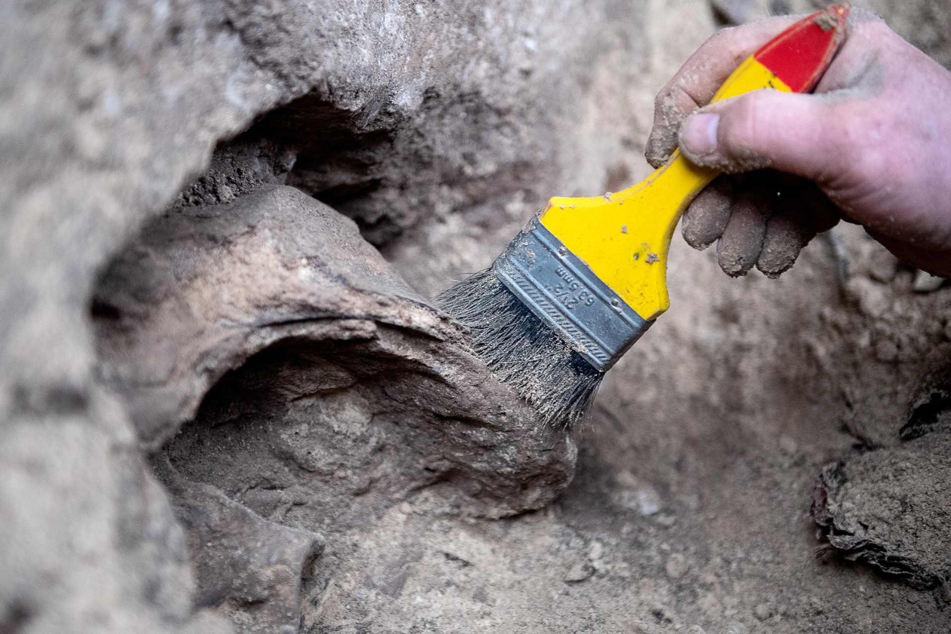 Everything to know about Neanderthals—and why they went extinct