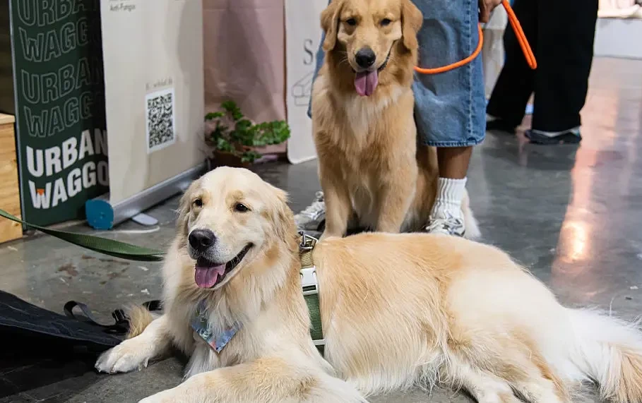 Choosing gentle, long-living dog breeds