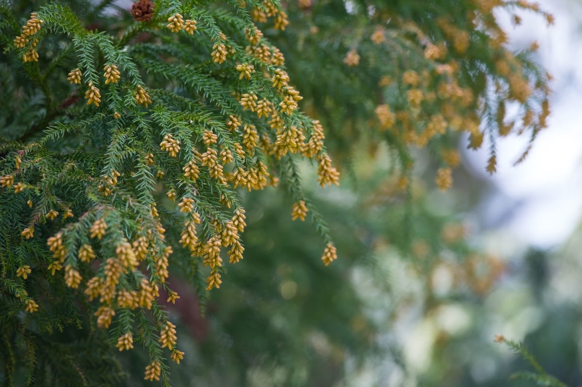 10 plants that will bring a calming Japanese feel to your garden, from ...