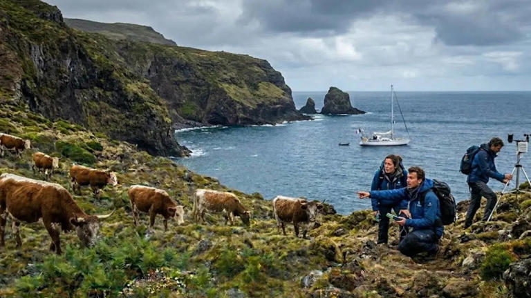 In 1871, a farmer abandoned 5 cows on Amsterdam Island; 130 years later ...