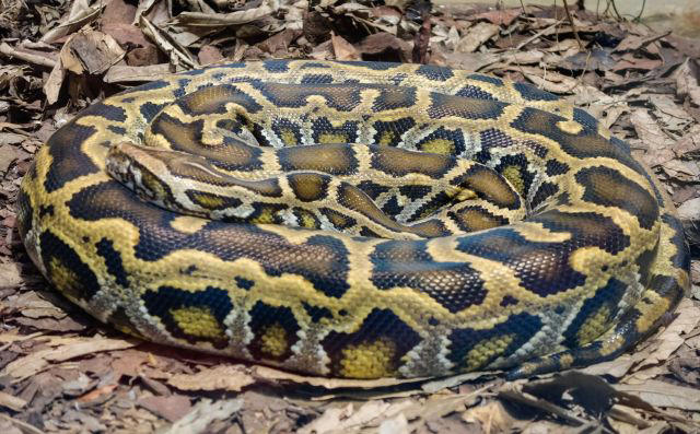 Man warned over plan to adopt Burmese python: 'A taser will only make ...