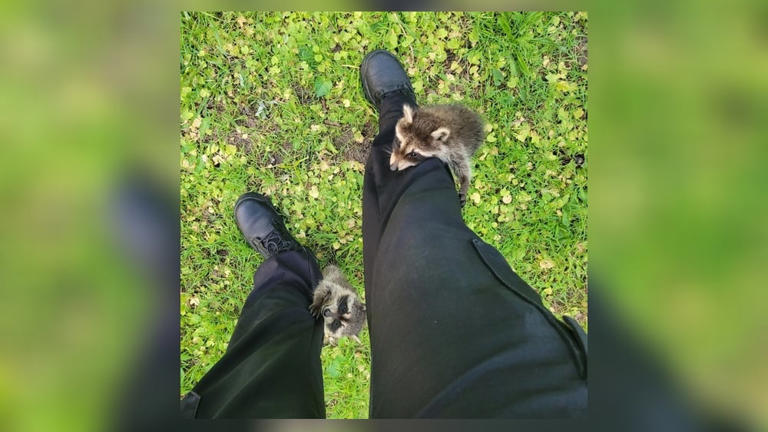 Park ranger rescues baby raccoons from roadway