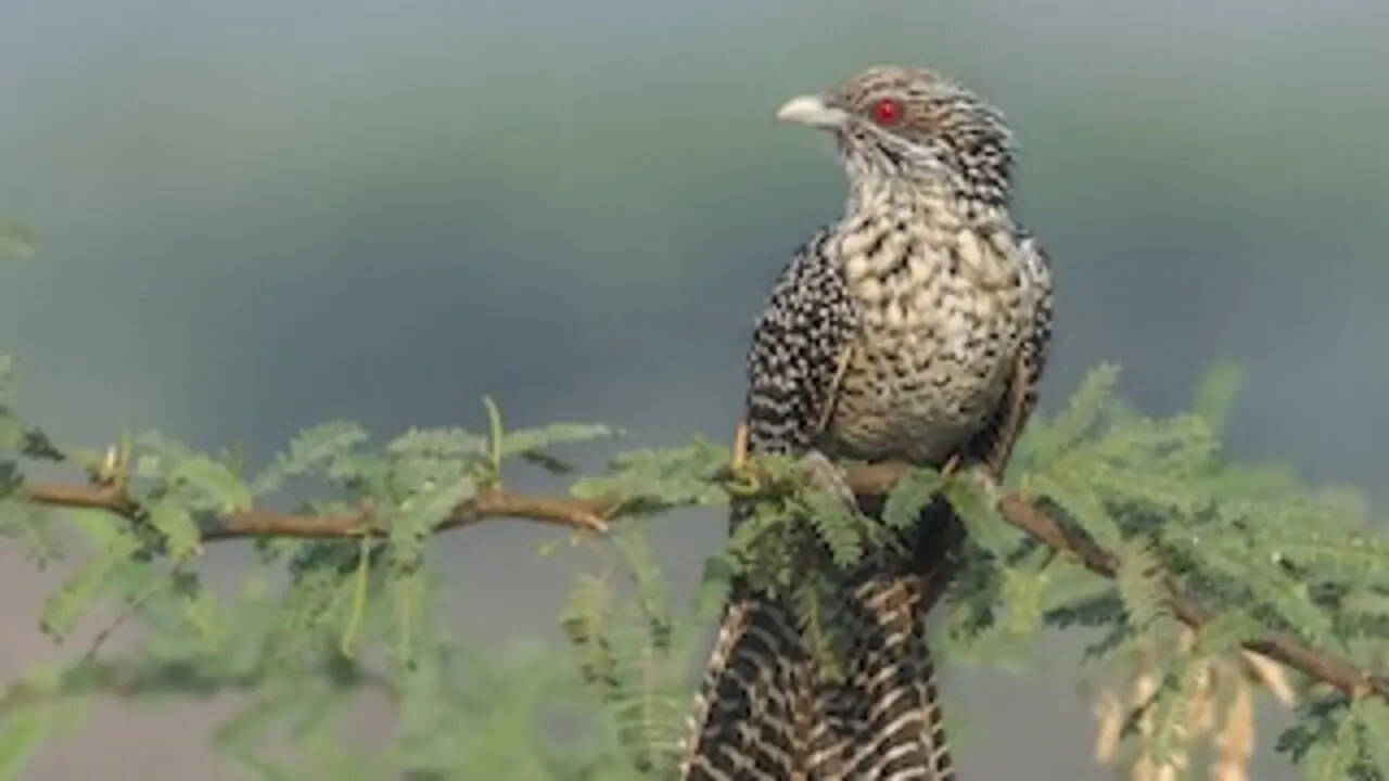 10 birds that do not make their own nests