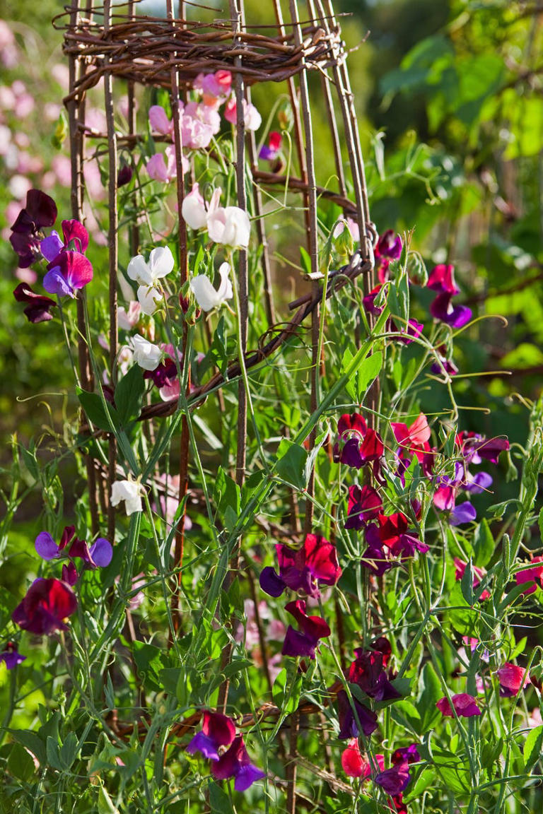 11 fragrant flowers for a sweetly-scented small space garden
