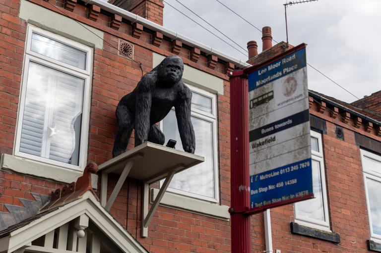 'I can't believe this fuss over a gorilla': Homeowner faces £20k fine ...