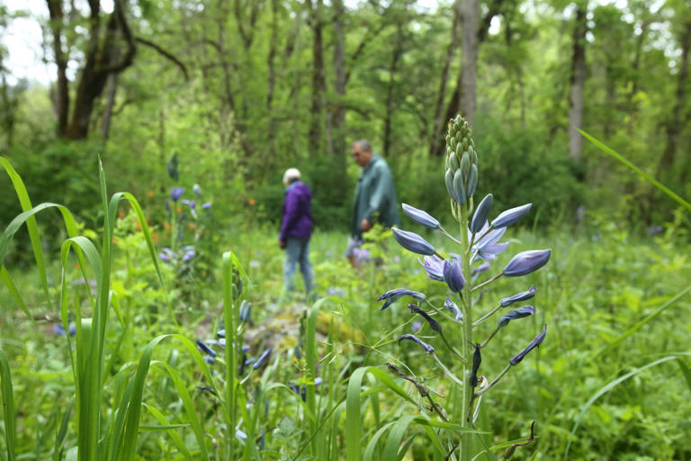 'Rhody Days', Divisi, Wildflower fest and more spring events in Eugene