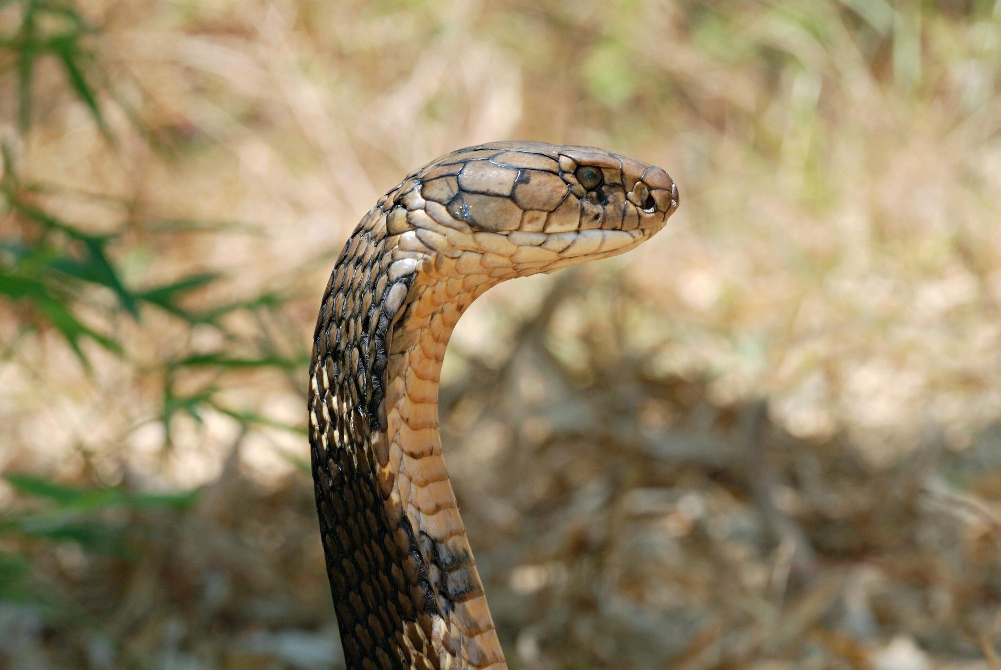 À Castelginest près de Toulouse, un cobra venimeux « très dangereux ...