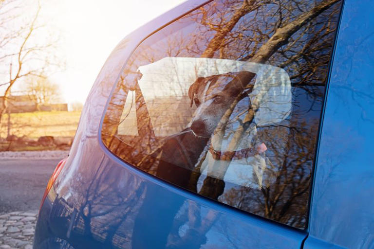 Legal rights explained if you find a dog trapped in a hot car