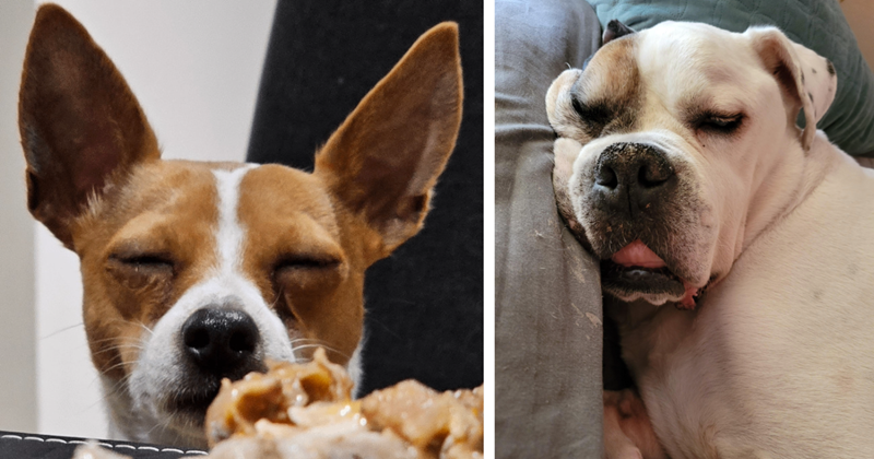 24 hilarious hounds who look like they had one too many at the after ...