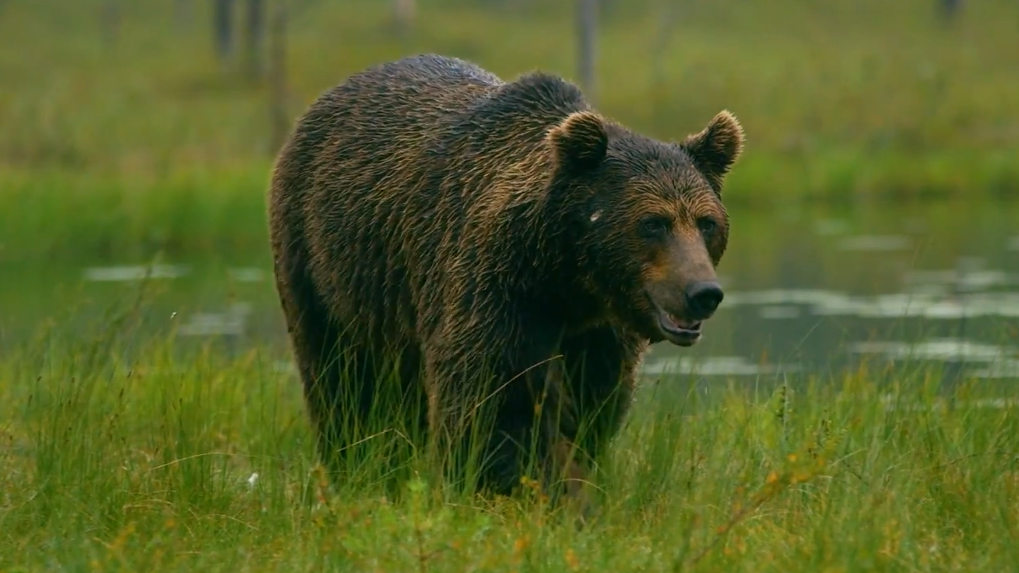 Un orso da 600 kg può attaccarti senza preavviso - 1 errore e sei finito