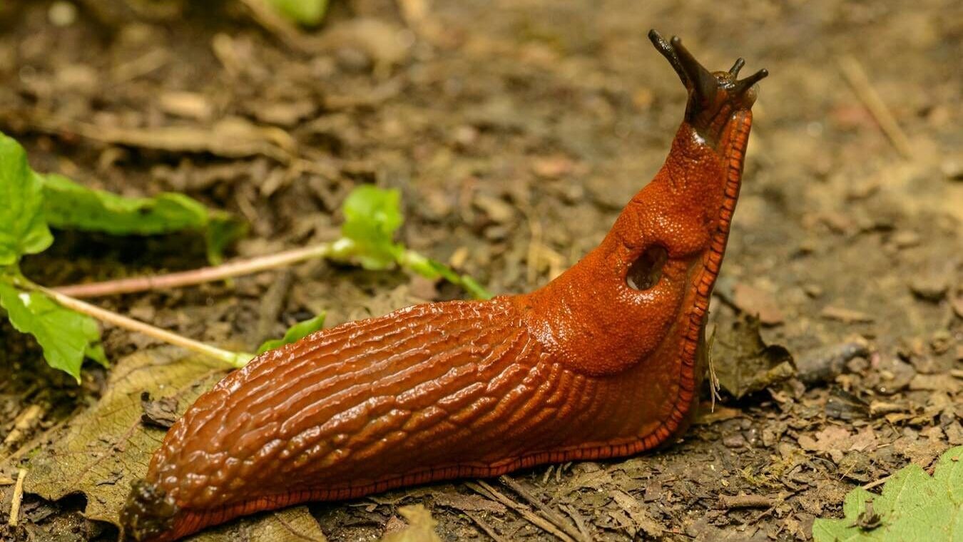 Tudy slimáci neprojdou. Vysaďte si na zahradu bariéru z lichořešnice a ...