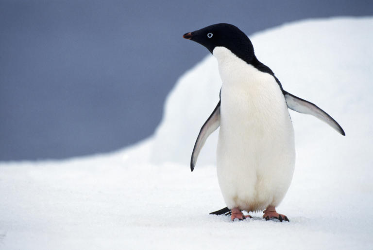 Aardvark, angel shark, axolotls... 23 amazing animals starting with 'A'