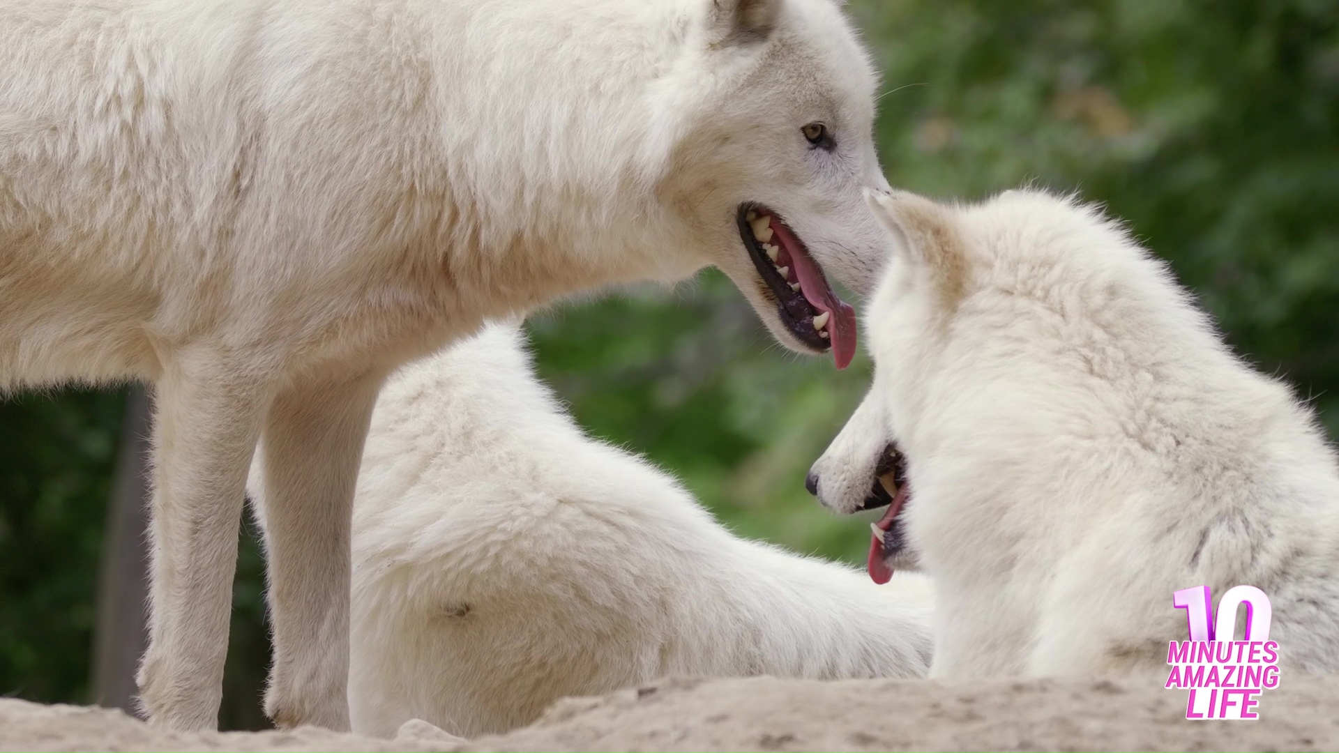 Rare Arctic wolf family moment shows strong pack connection